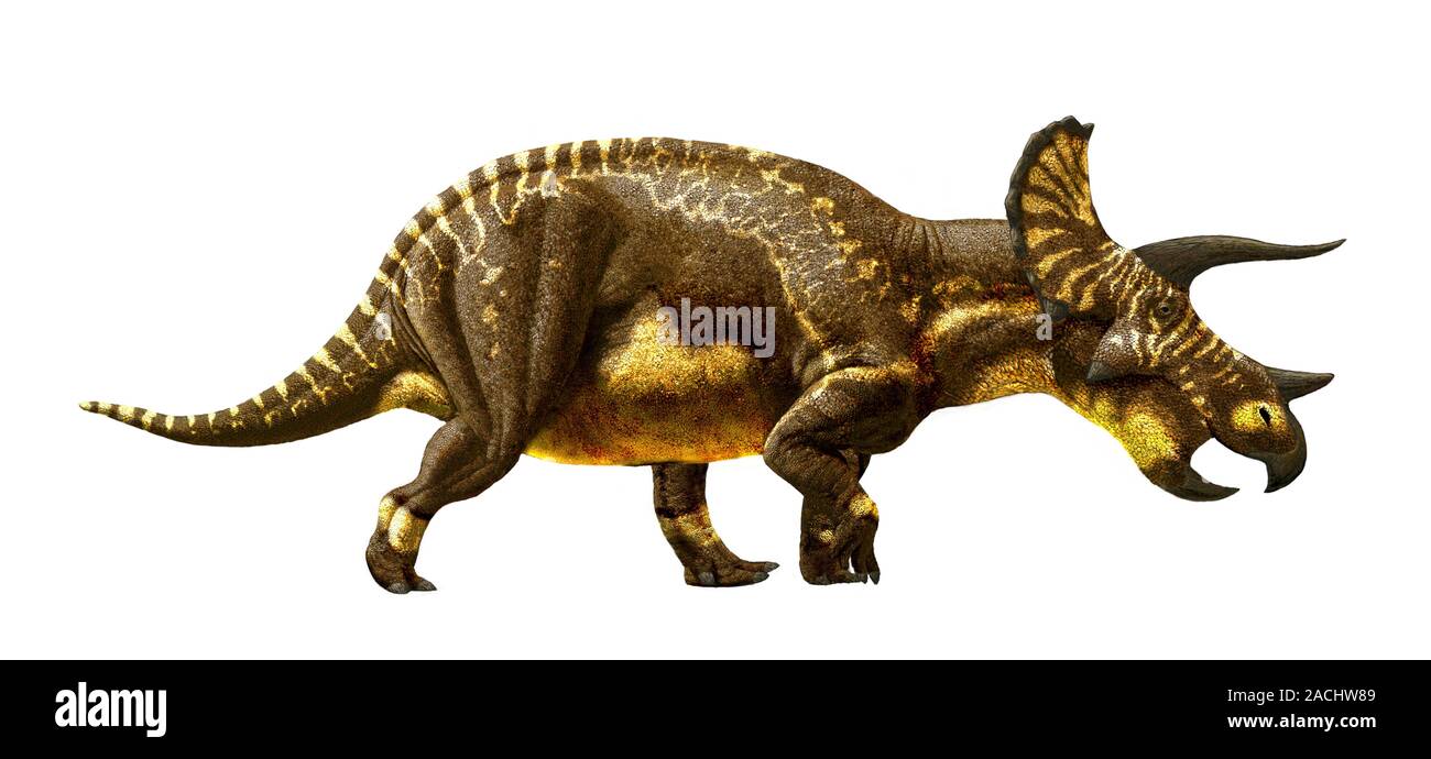 Triceratops horridus dinosaur, artwork. This was one of the largest of ...