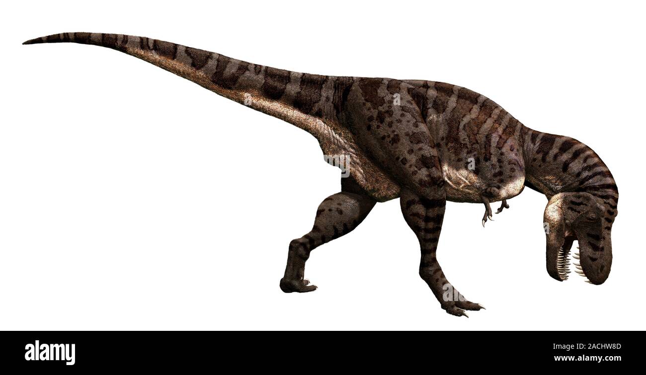 Tyrannosaurus rex dinosaur, artwork. This large bipedal dinosaur is one ...