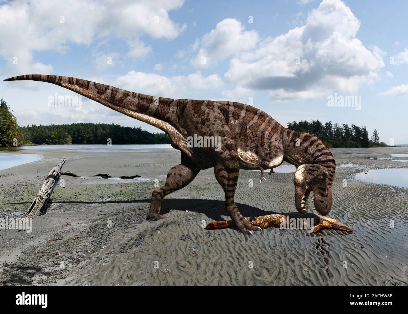 Tyrannosaurus rex dinosaur, artwork. This large bipedal dinosaur is one ...