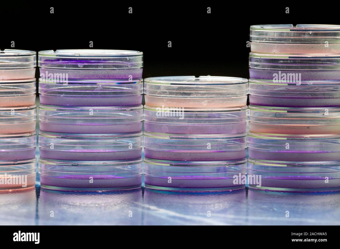 Bacteria research. Petri dishes containing cultured Rickettsia conorii ...