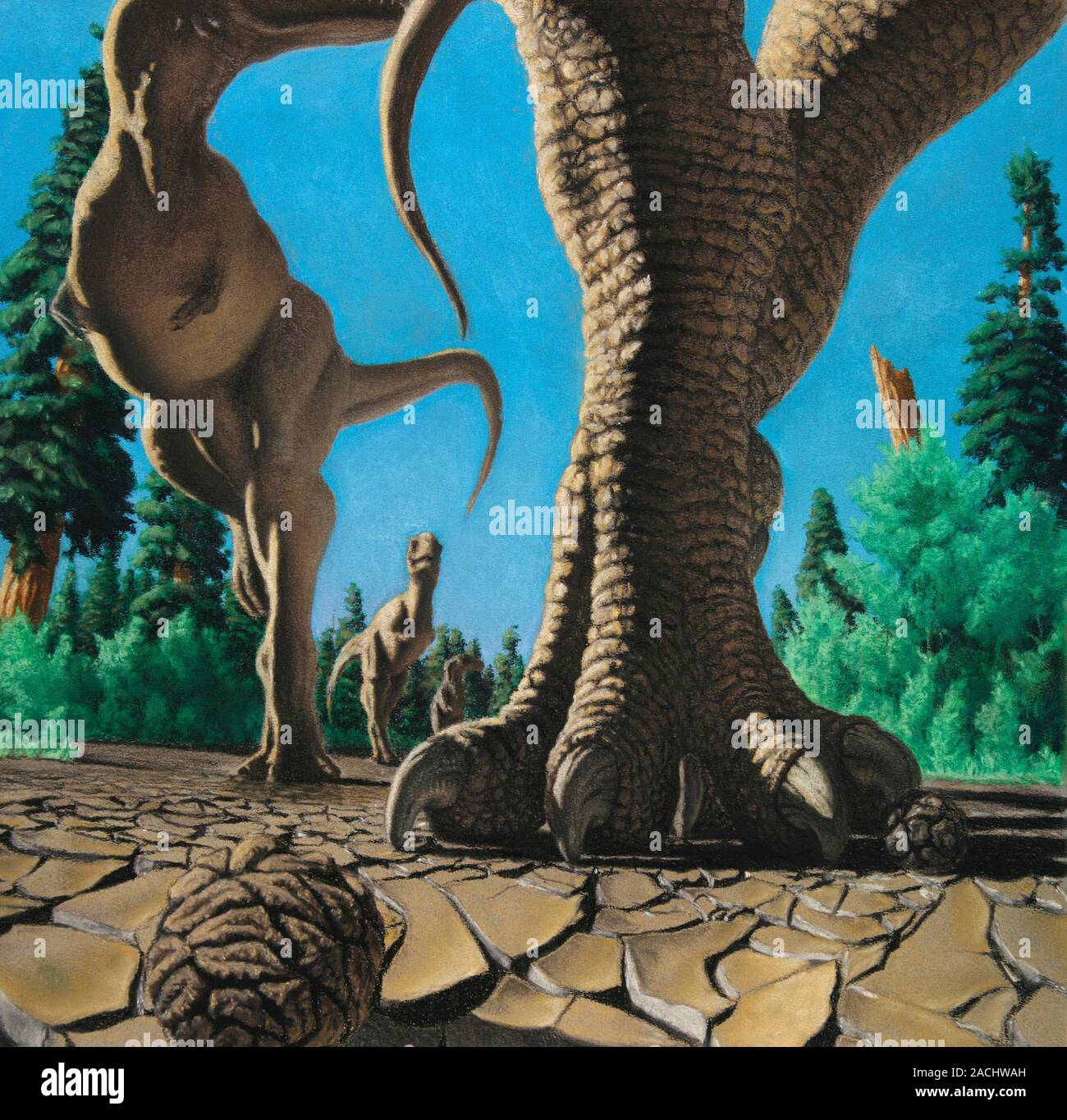 Tyrannosaurus rex dinosaurs hunting on a dry riverbed, artwork. This ...