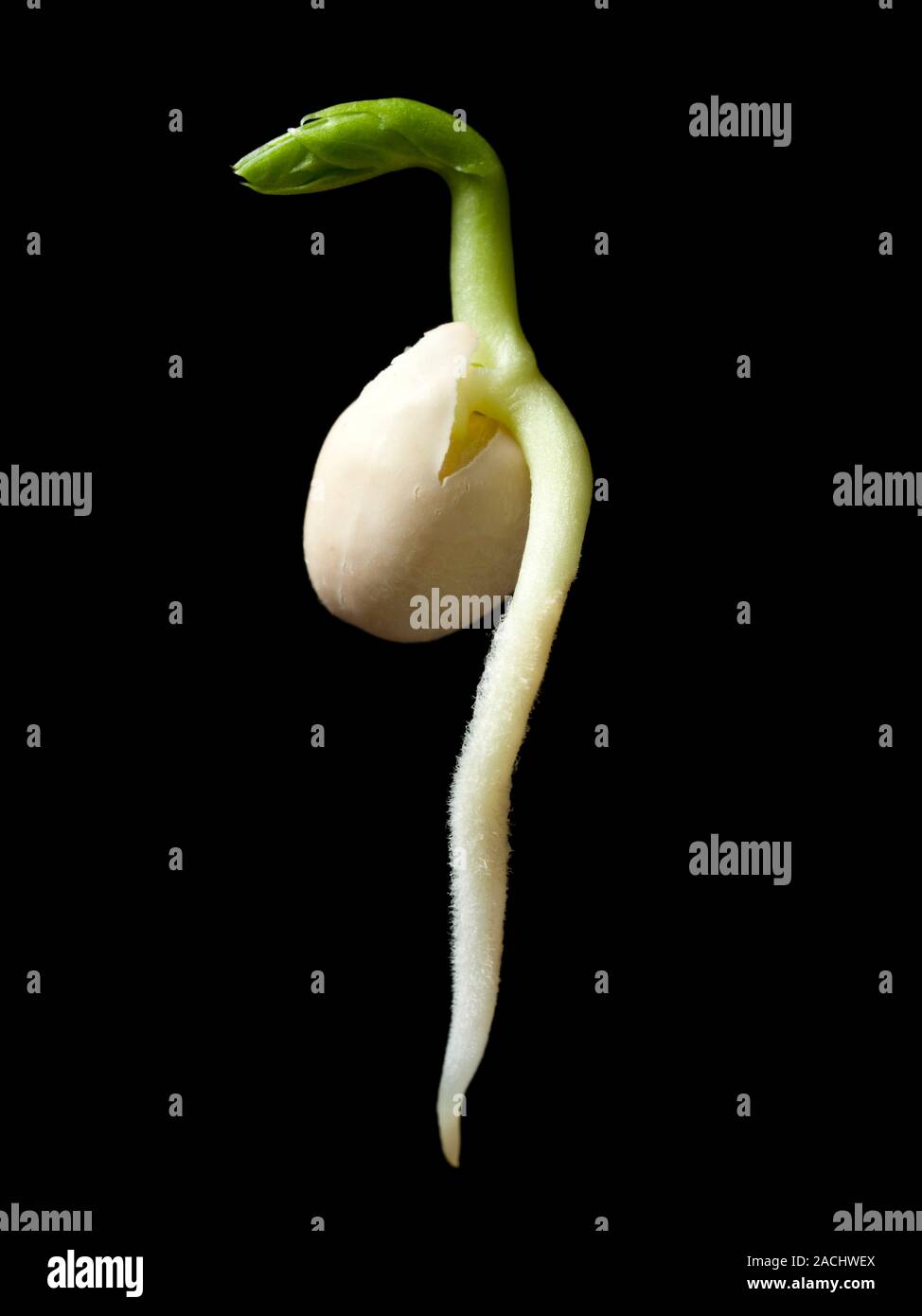 Germinating pea (Pisum sativum) seed. The majority of the seed consists ...