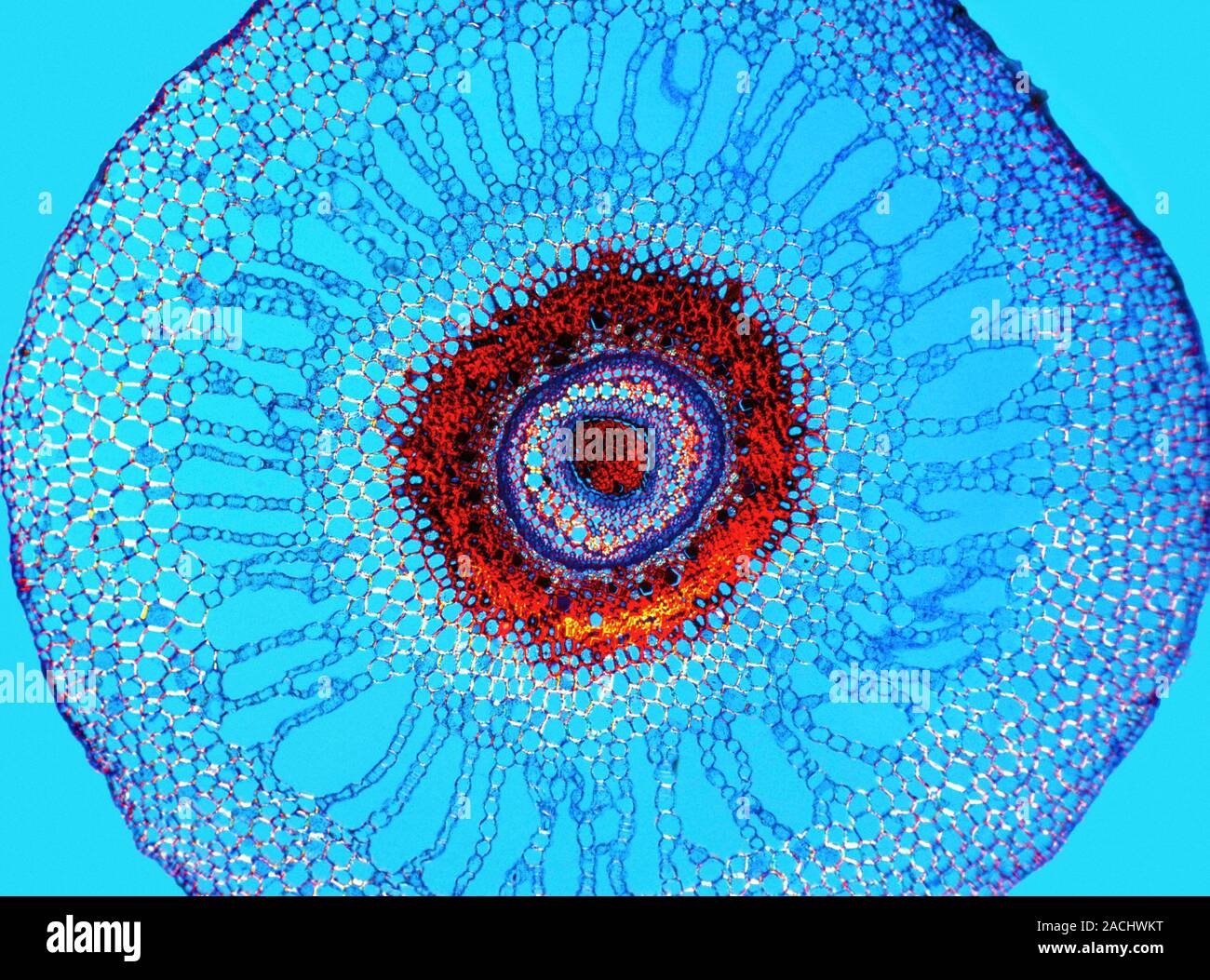 Water fern rhizome. Polarised light micrograph of a section through a ...
