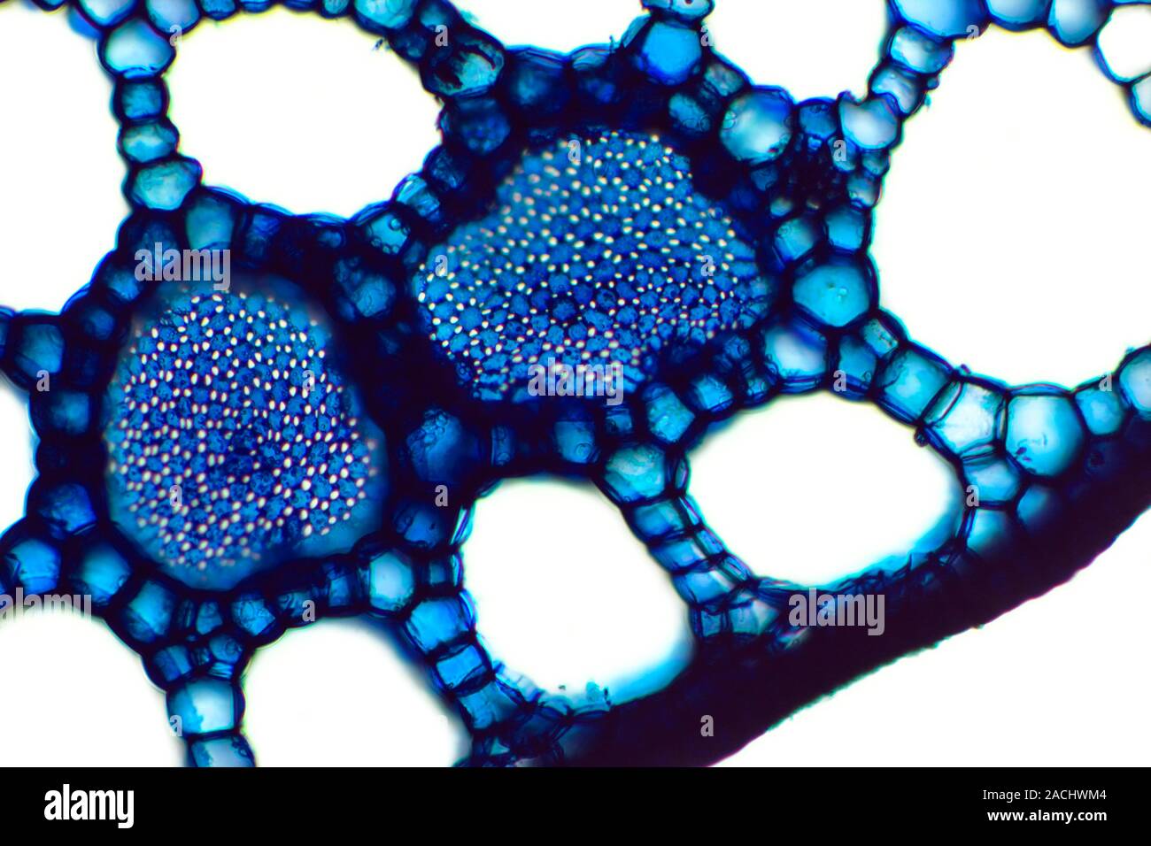 Water parsnip rhizome. Light micrograph of a cross-section through an ...