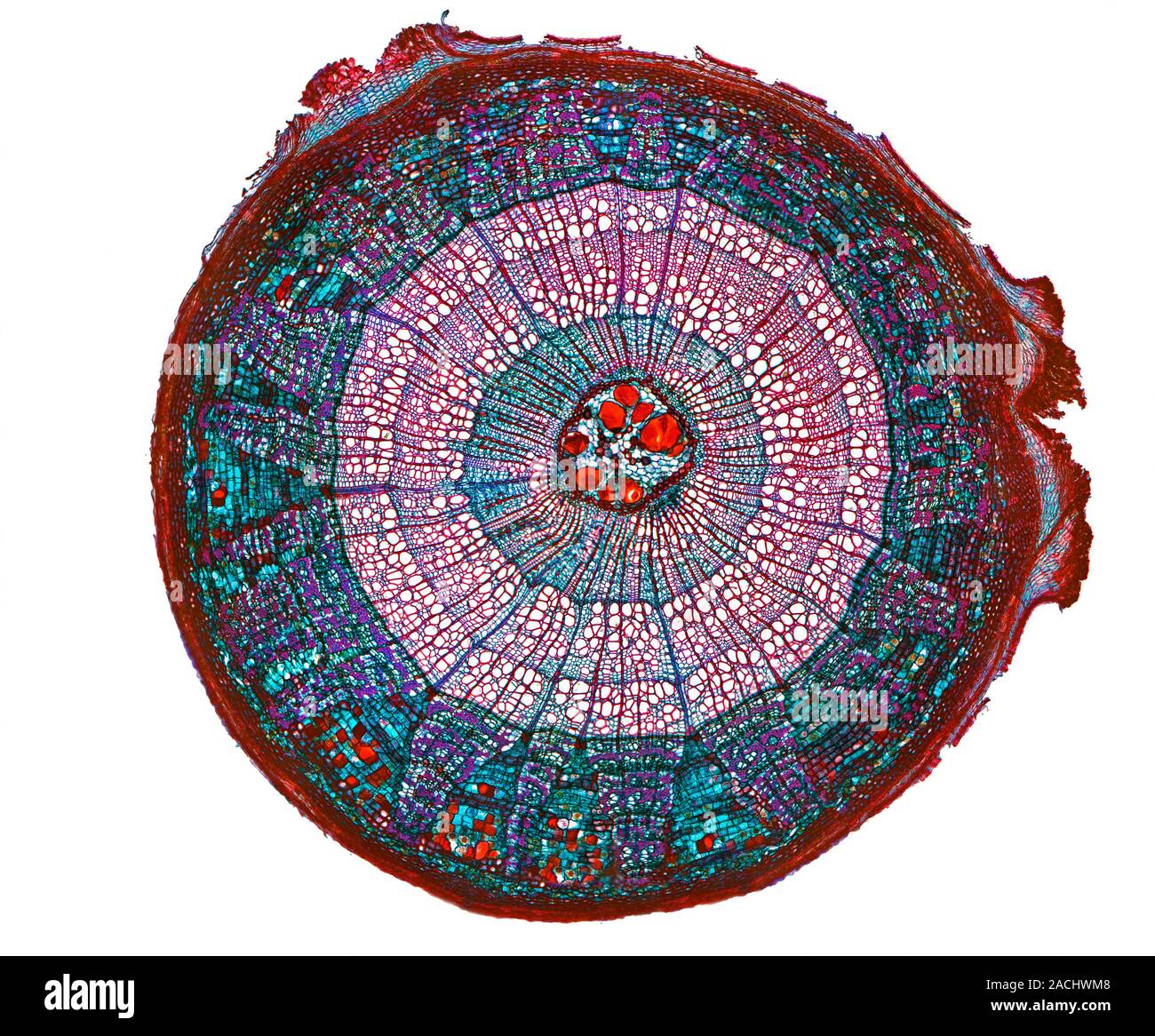 Lime tree stem. Light micrograph of a cross-section through a three ...