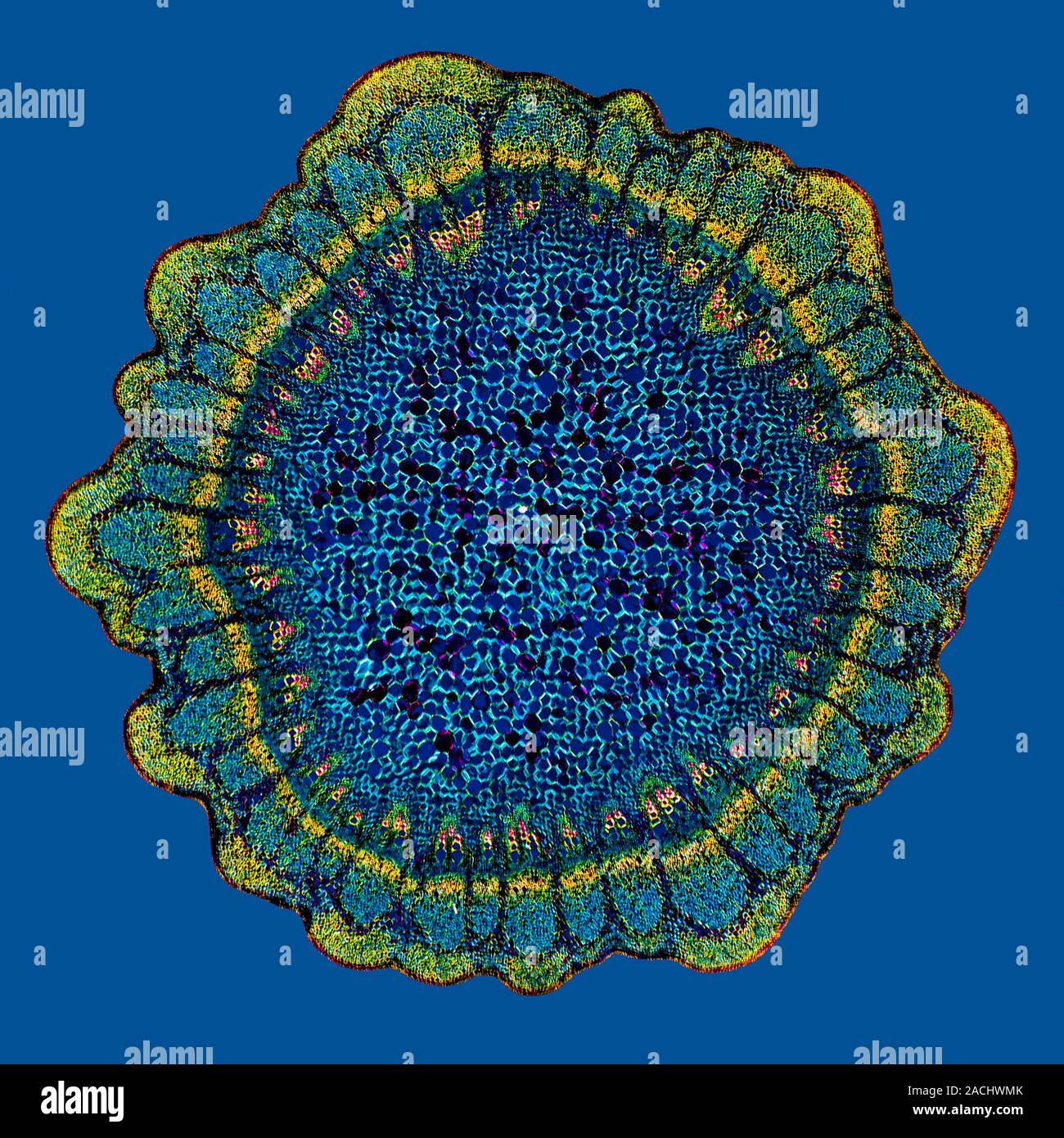 Grape vine stem. Polarised light micrograph of a cross-section through ...