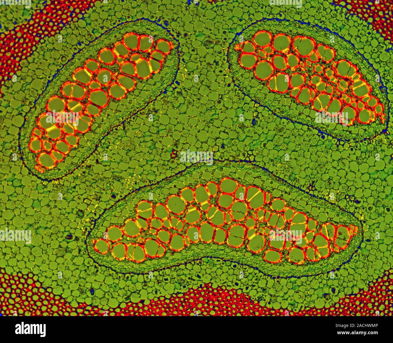 Fern rhizome. Polarised light micrograph of a cross-section through a ...