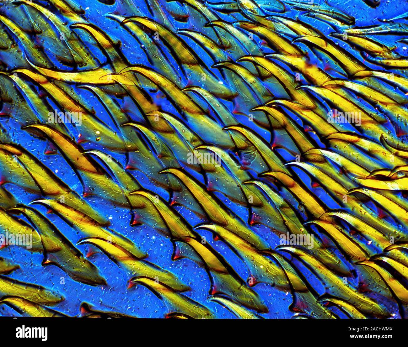 Mollusc radula. Polarised light micrograph of the 'teeth' on the radula ...