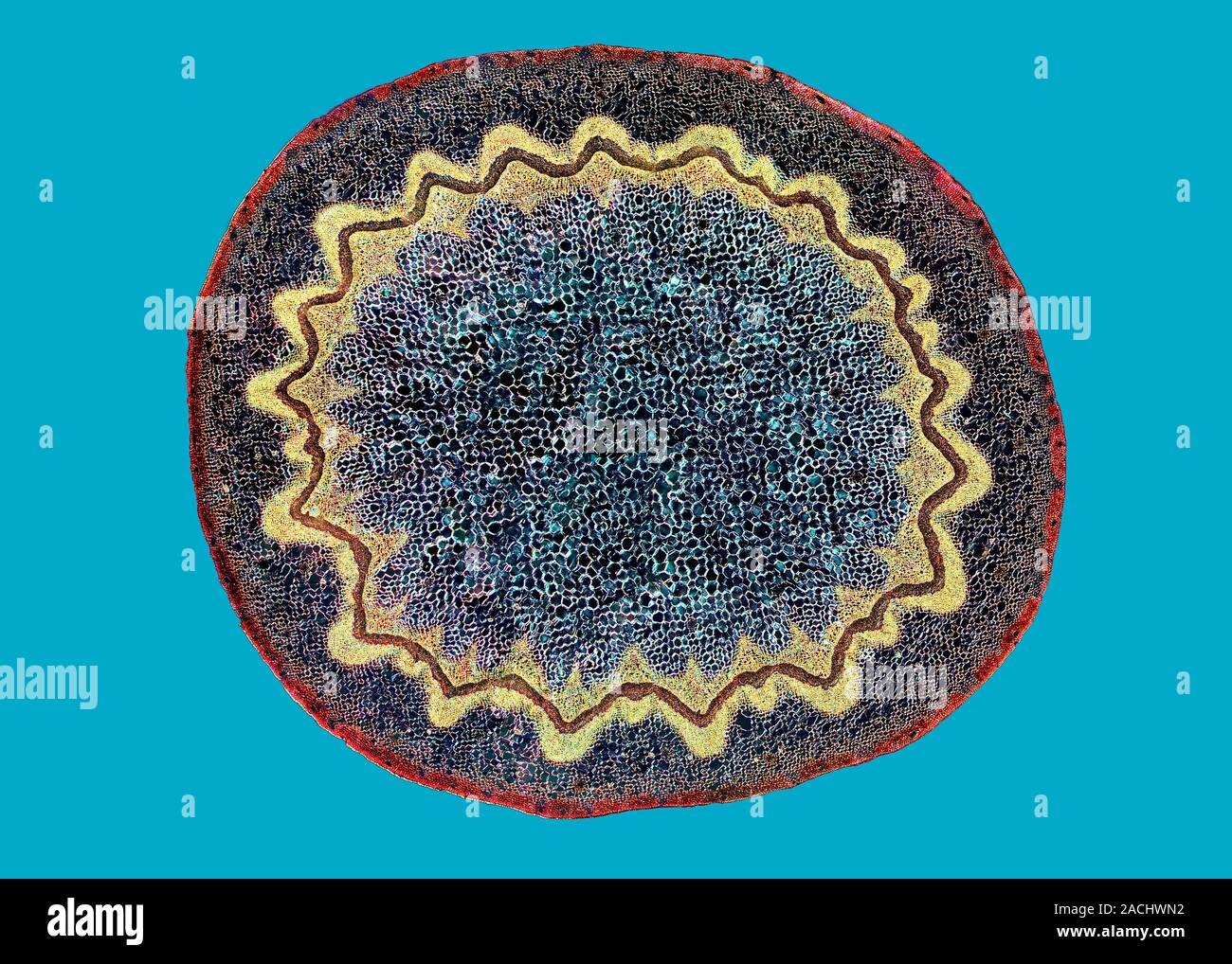 Aralia leaf stalk. Light micrograph of a cross-section through a leaf ...