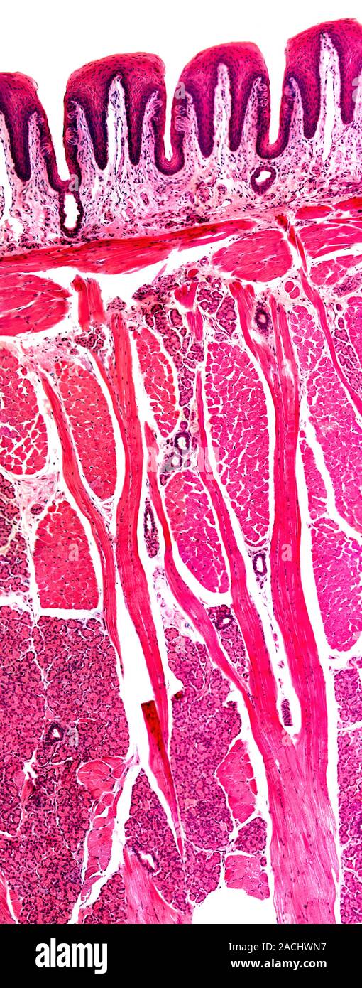 Tongue section. Light micrograph of a vertical section through a ...