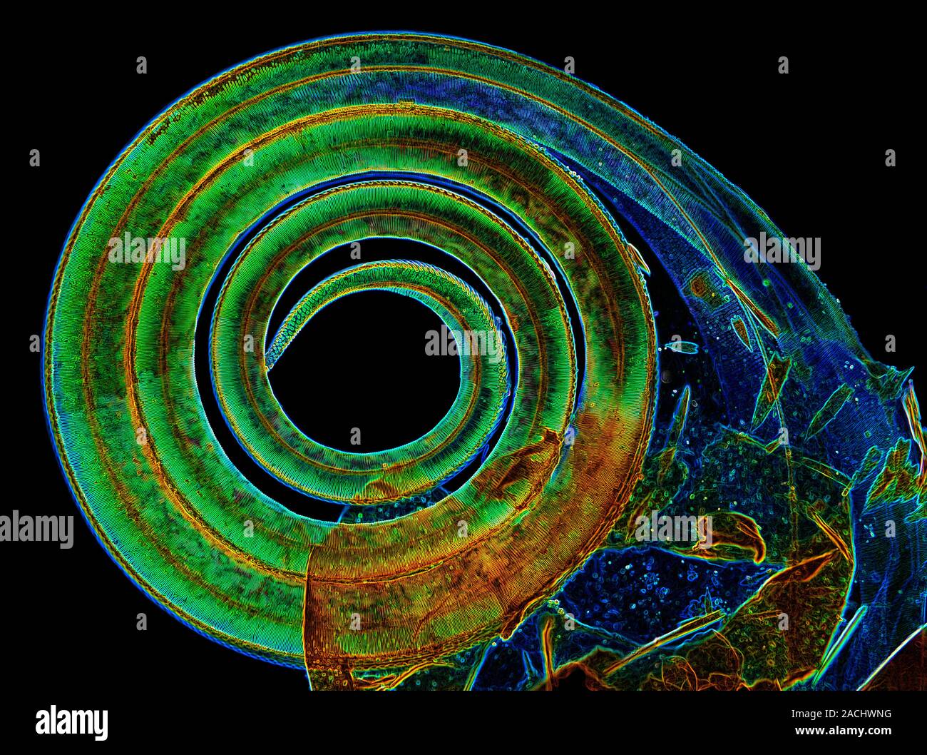 Butterfly proboscis. Light micrograph of the coiled proboscis ('tongue ...