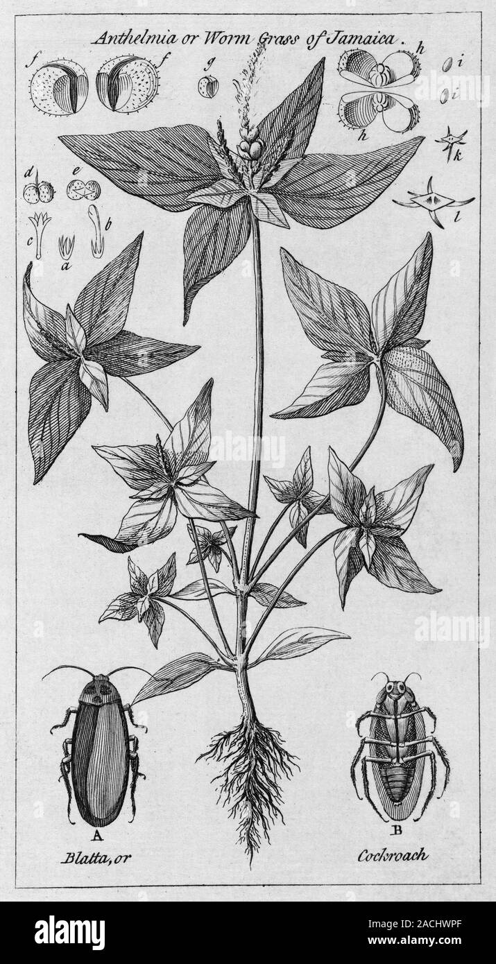 Jamaican flora and fauna. Engraved page depicting Jamaican worm grass ...