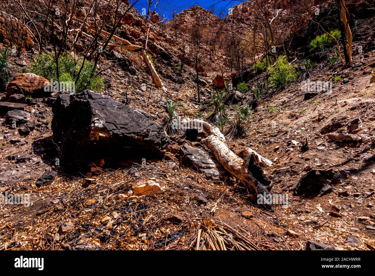 Bushfire wildfire regeneration regrowth hi-res stock photography and ...
