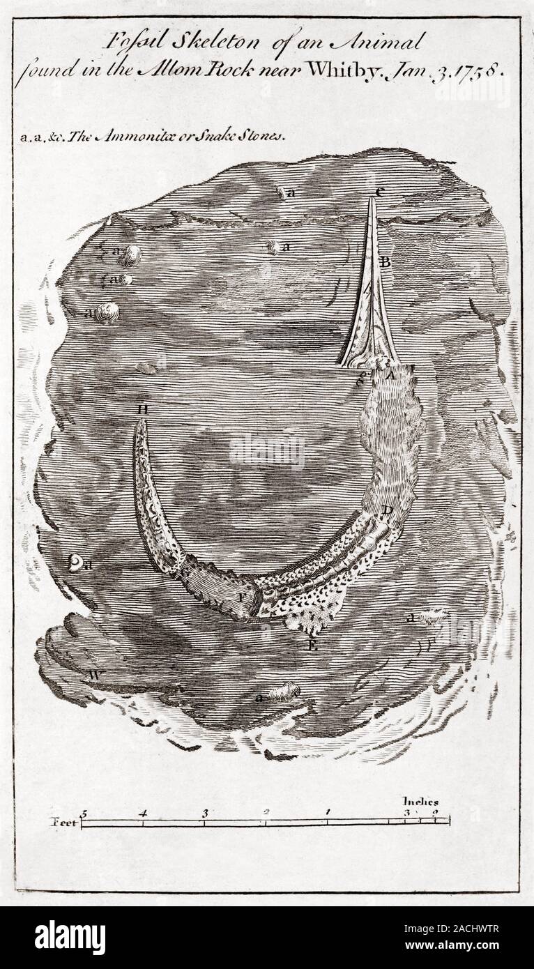 Fossil crocodile. 18th century engraving depicting a fossil skeleton of ...