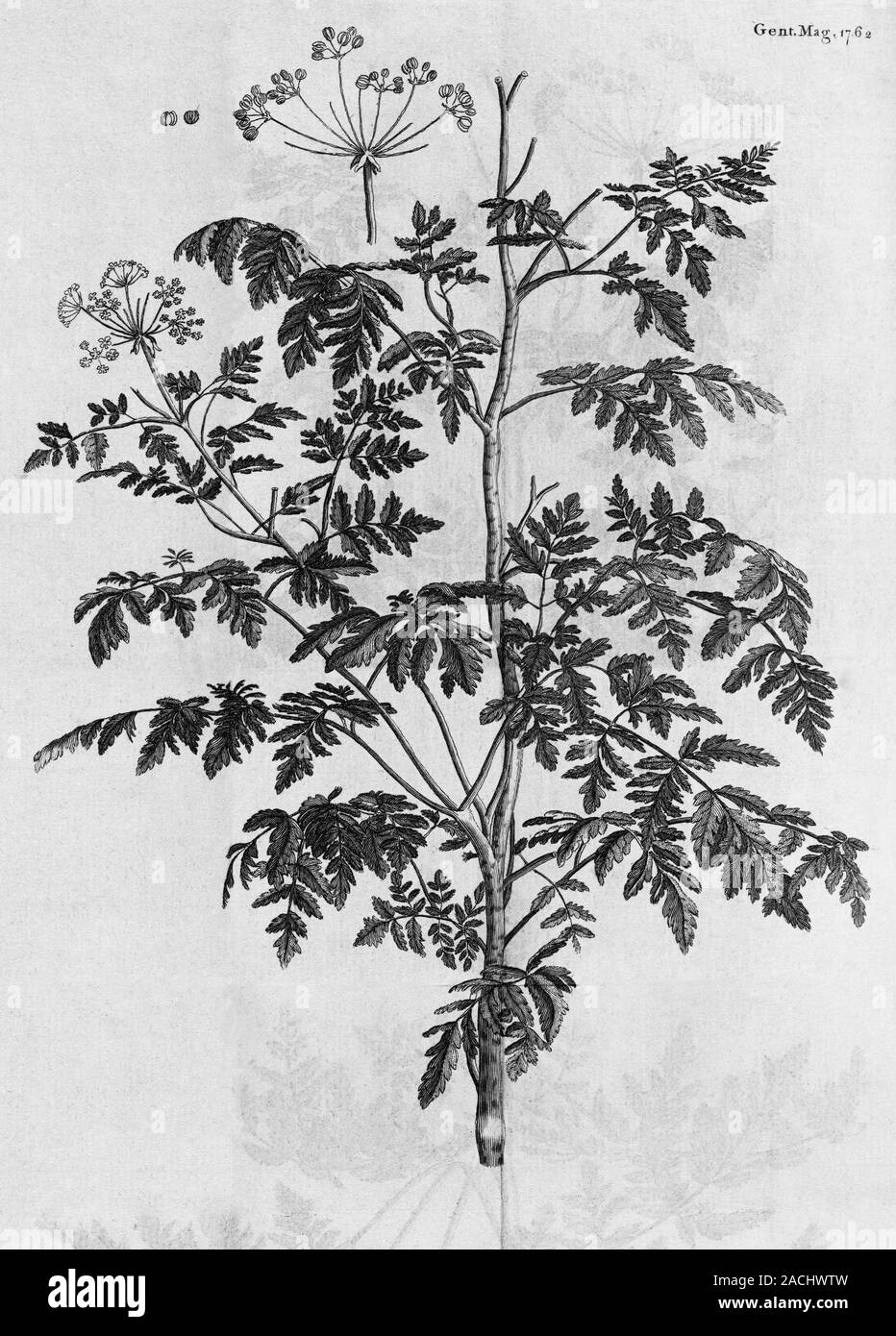 Hemlock. 18th century engraving of a hemlock plant. Hemlock (Conium ...