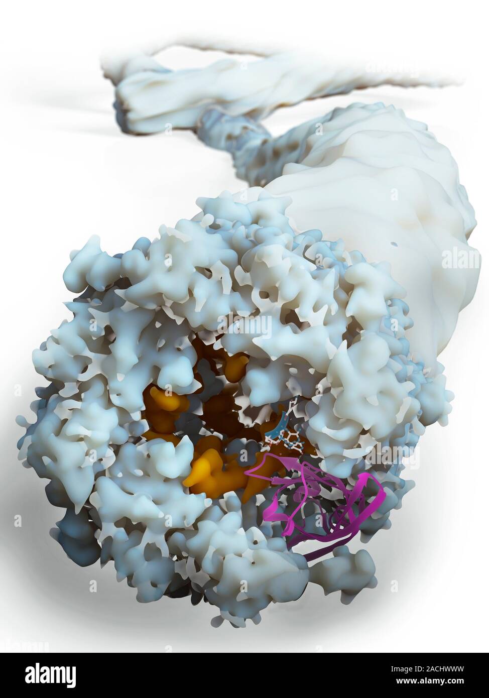 Ebola virus. Molecular model showing the structure of an ebola virus ...