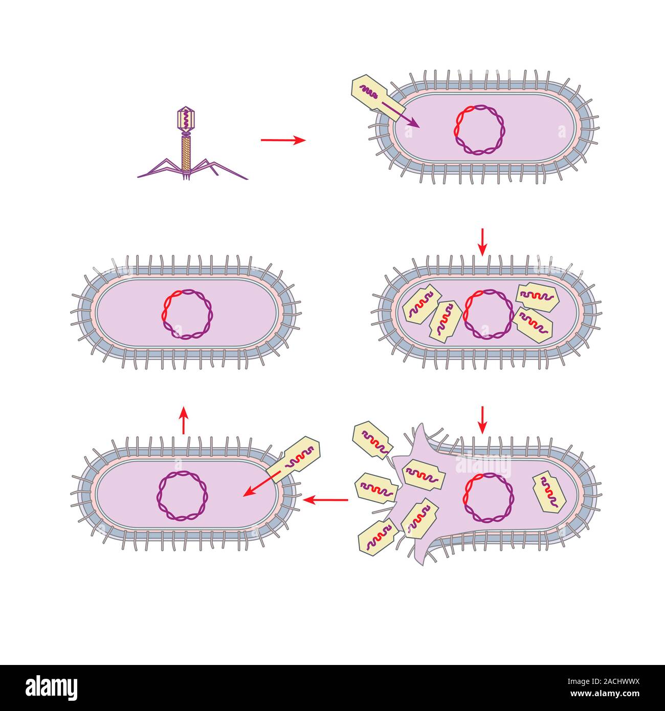 Viral transfer of bacterial DNA. Computer artwork showing the process ...