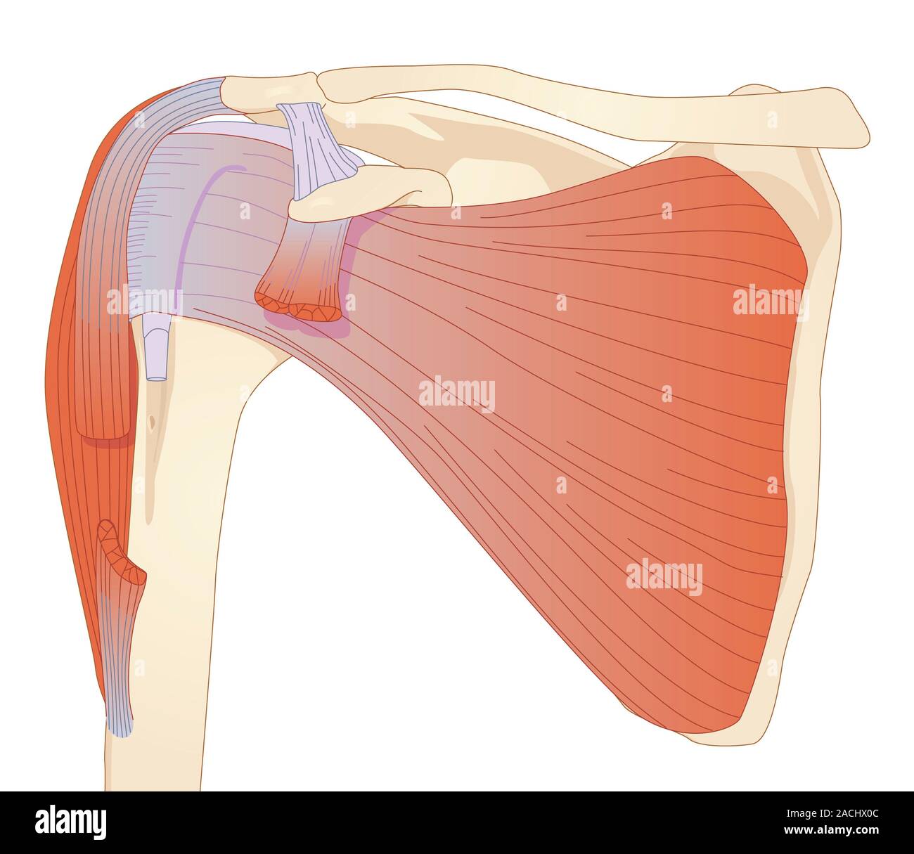 Shoulder muscles. Computer artwork showing the bones (beige), major ...