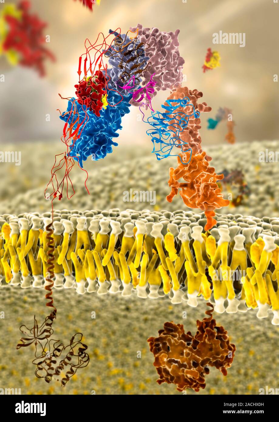 Insulin receptor. Molecular model of the insulin receptor molecule ...