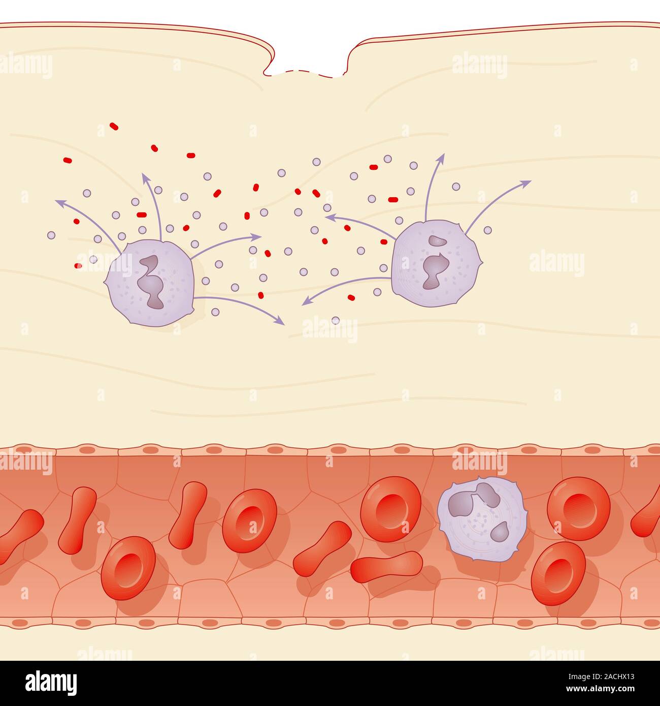 Skin damage immune response. Computer artwork showing the body's immune ...