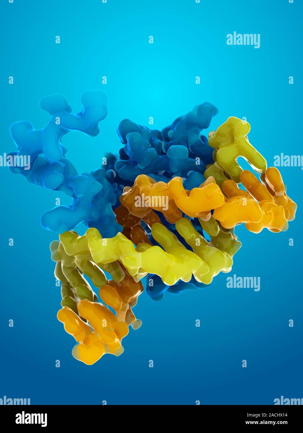 Telomere binding protein. Molecular model of a TRF2 molecule (blue ...
