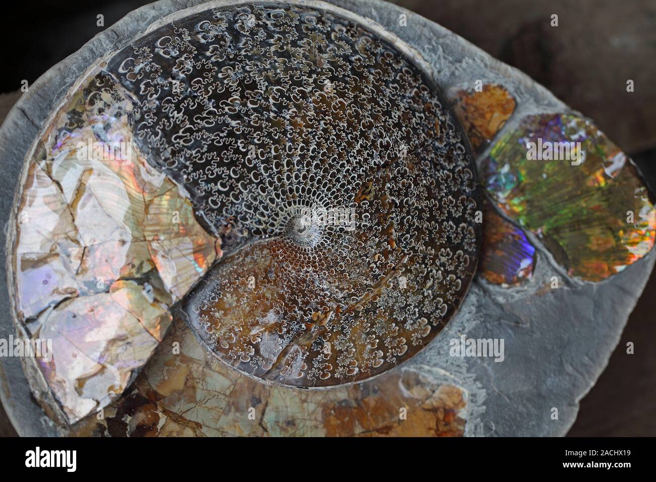 Ammonite fossil. This ammonite is Sphenodiscus lenticularis. The ...