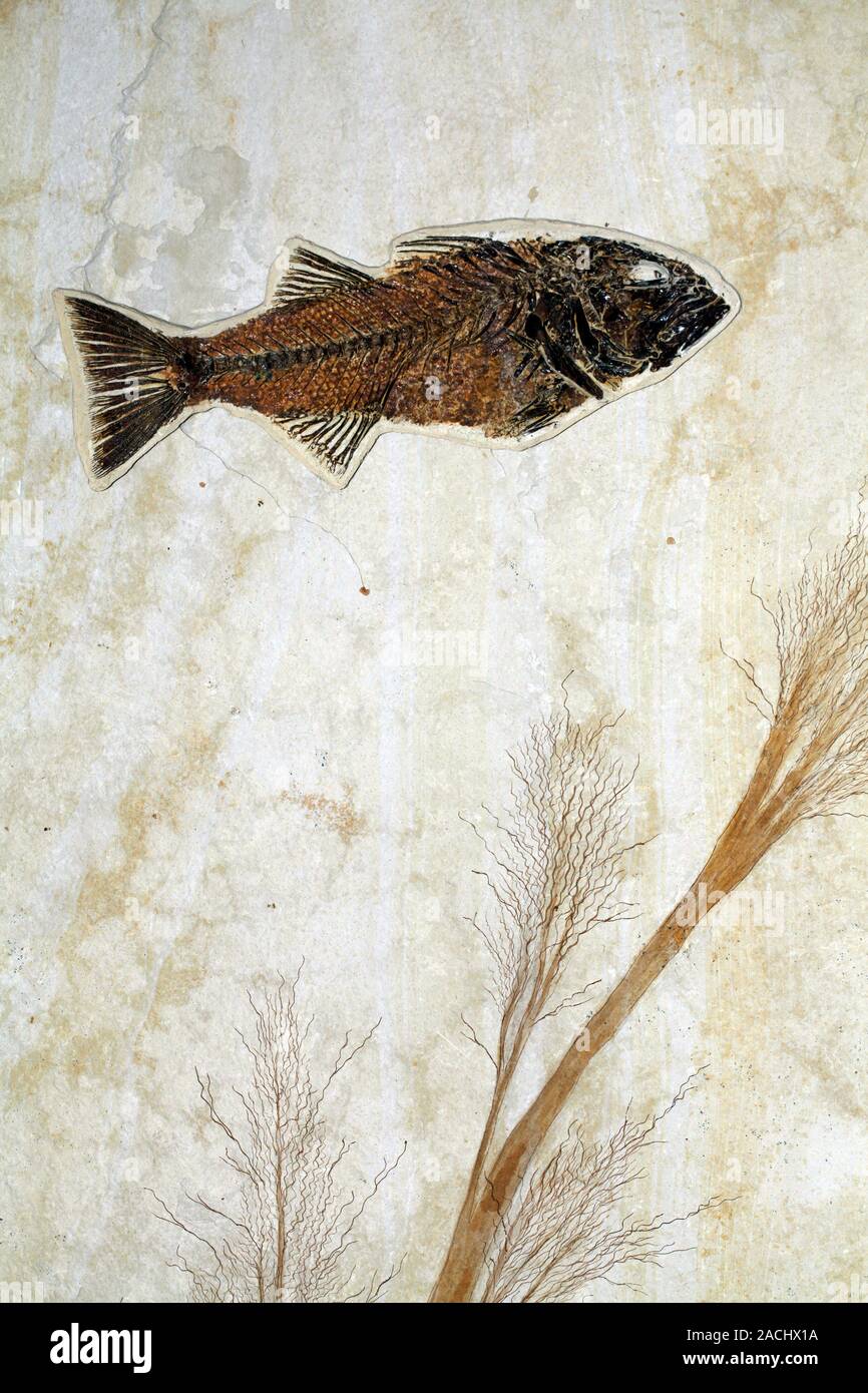Priscacara fossil fish. This specimen of an extinct genus of perch has ...