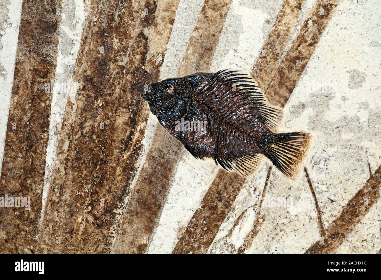 Priscacara fossil fish. This specimen of an extinct genus of perch has ...