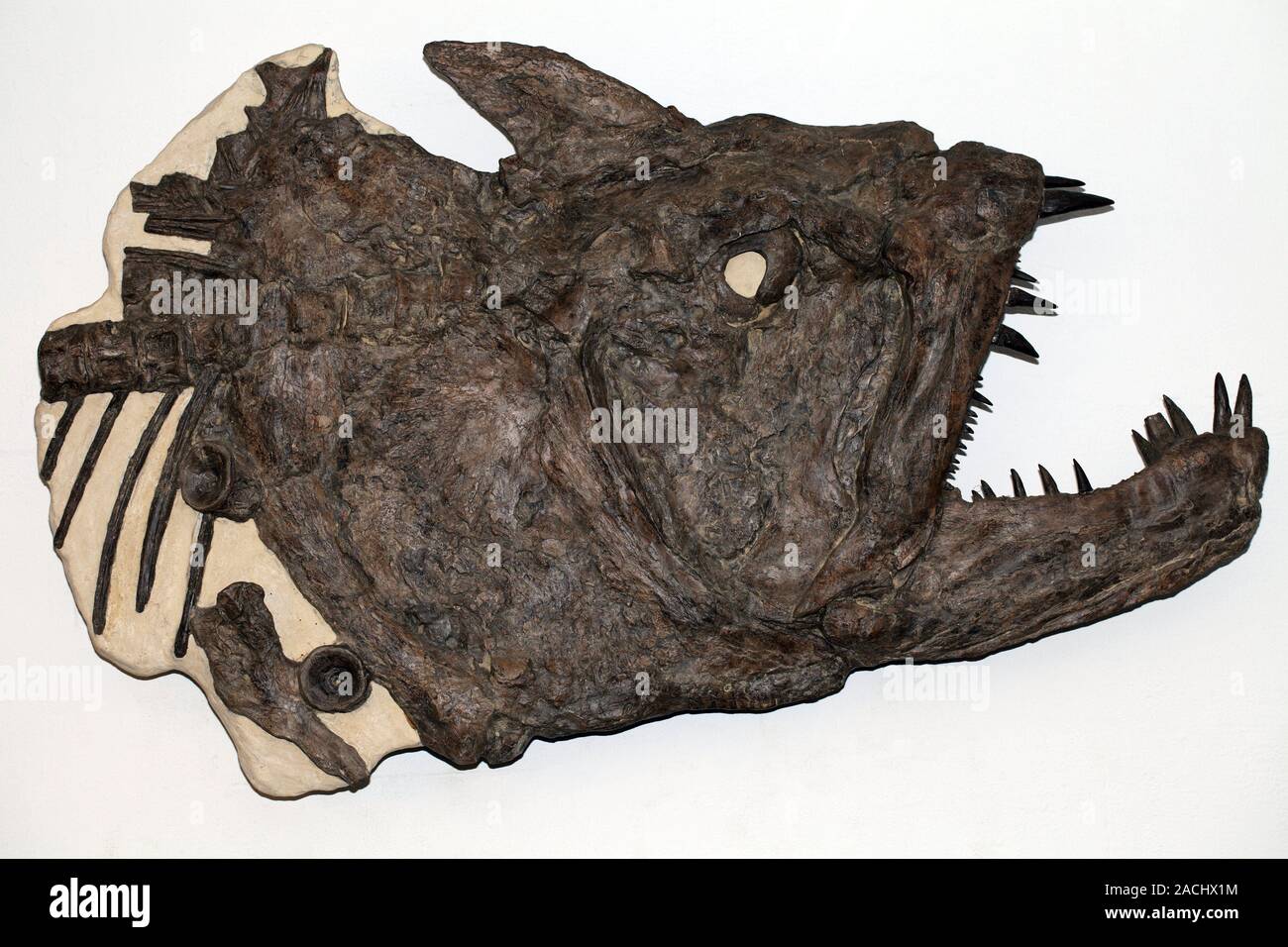 Xiphactinus fish fossil. This sample shows the fossil skull of ...
