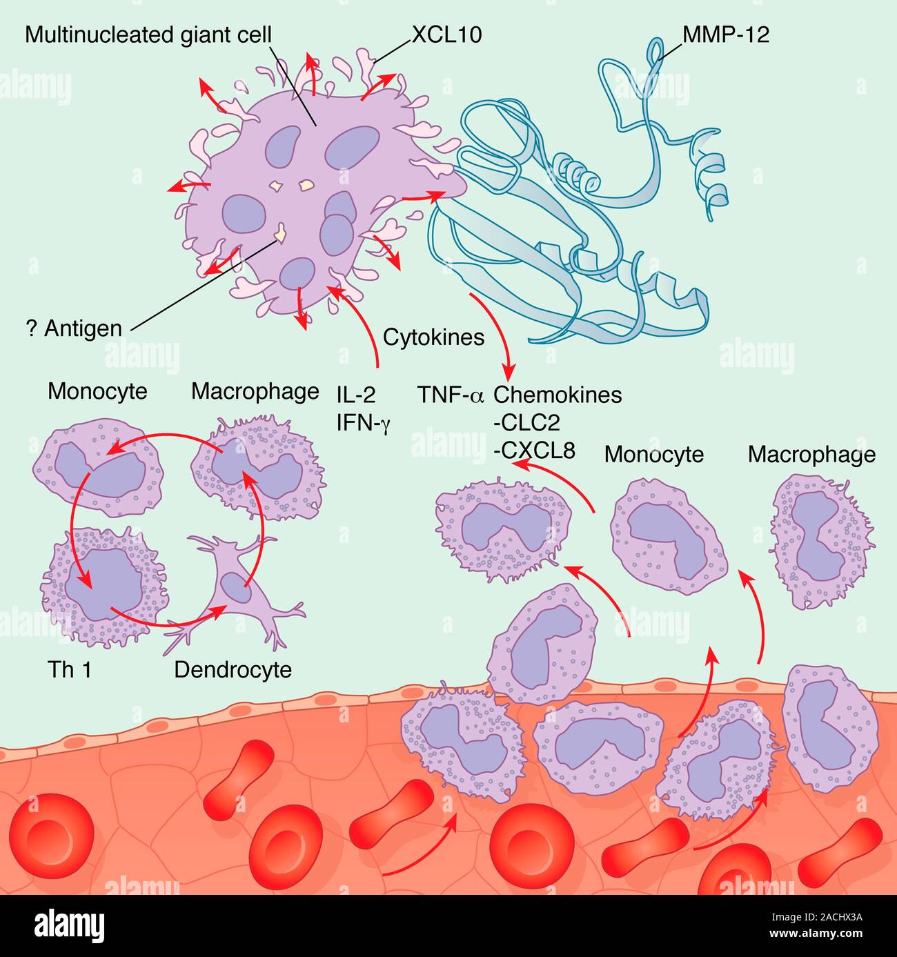 Human immune response. Computer artwork showing the interactions of the ...