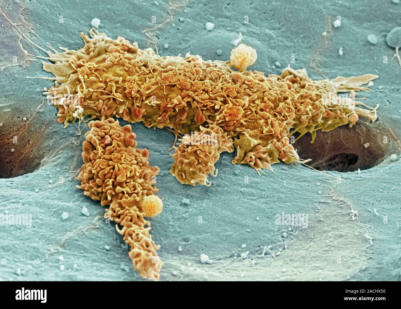 Liver macrophage cells. Coloured scanning electron micrograph (SEM) of ...