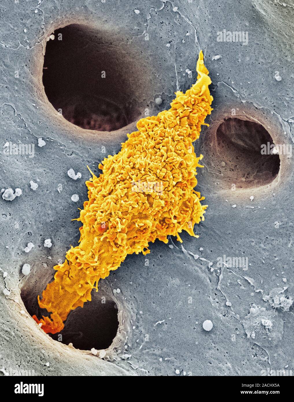 Liver macrophage cell. Coloured scanning electron micrograph (SEM) of a ...