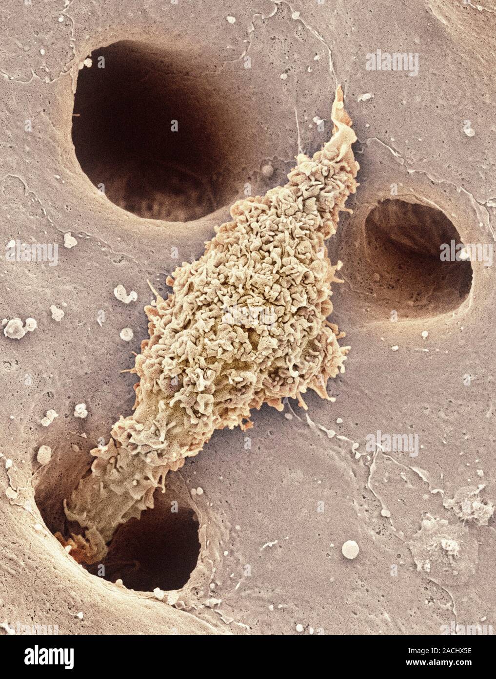 Liver macrophage cell. Coloured scanning electron micrograph (SEM) of a ...
