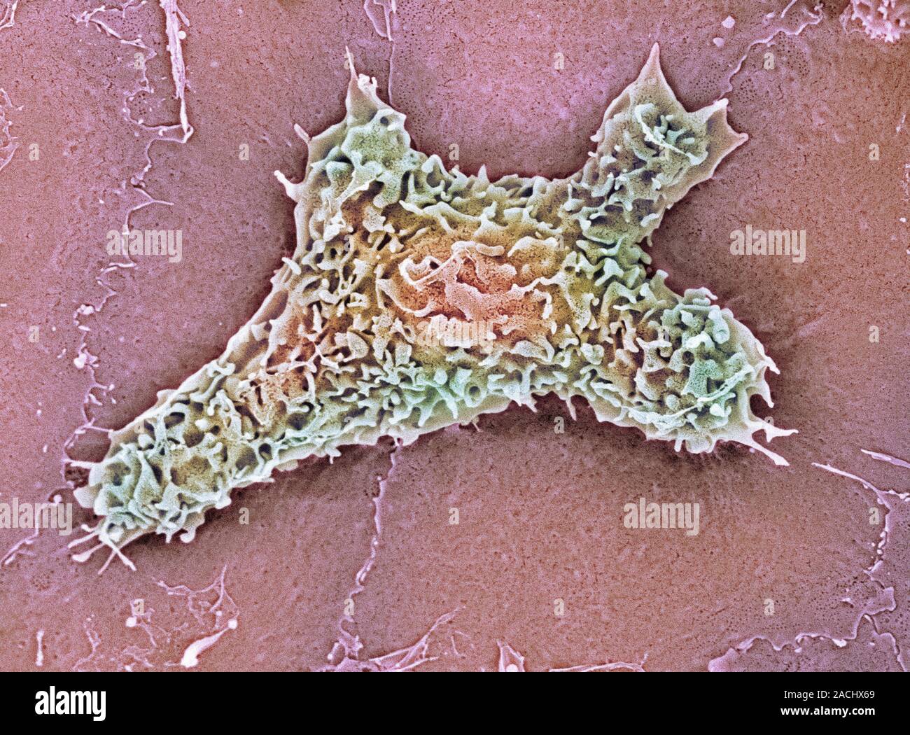Macrophage cell. Coloured scanning electron micrograph (SEM) of a ... Macrophage cell. Coloured scanning electron micrograph (SEM) of a ...