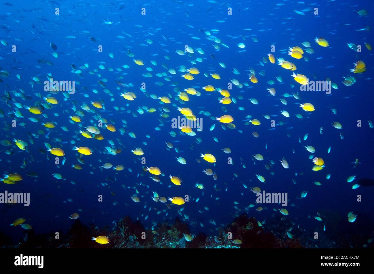 Damselfish. Yellow chromis (Chromis analis) and Philippines chromis ...