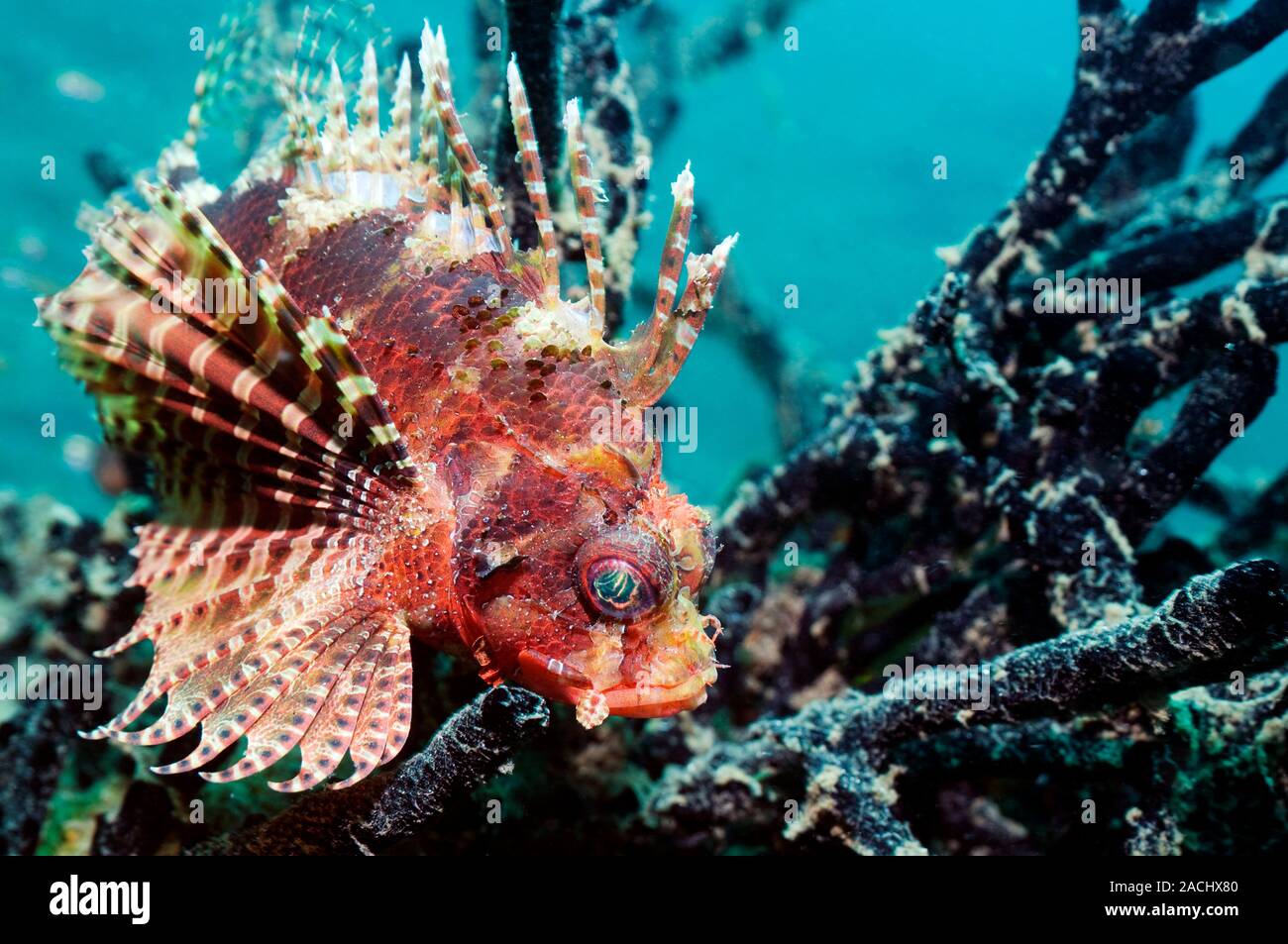 Dwarf lionfish (Dendrochirus brachypterus) on a reef. Lionfish are ...