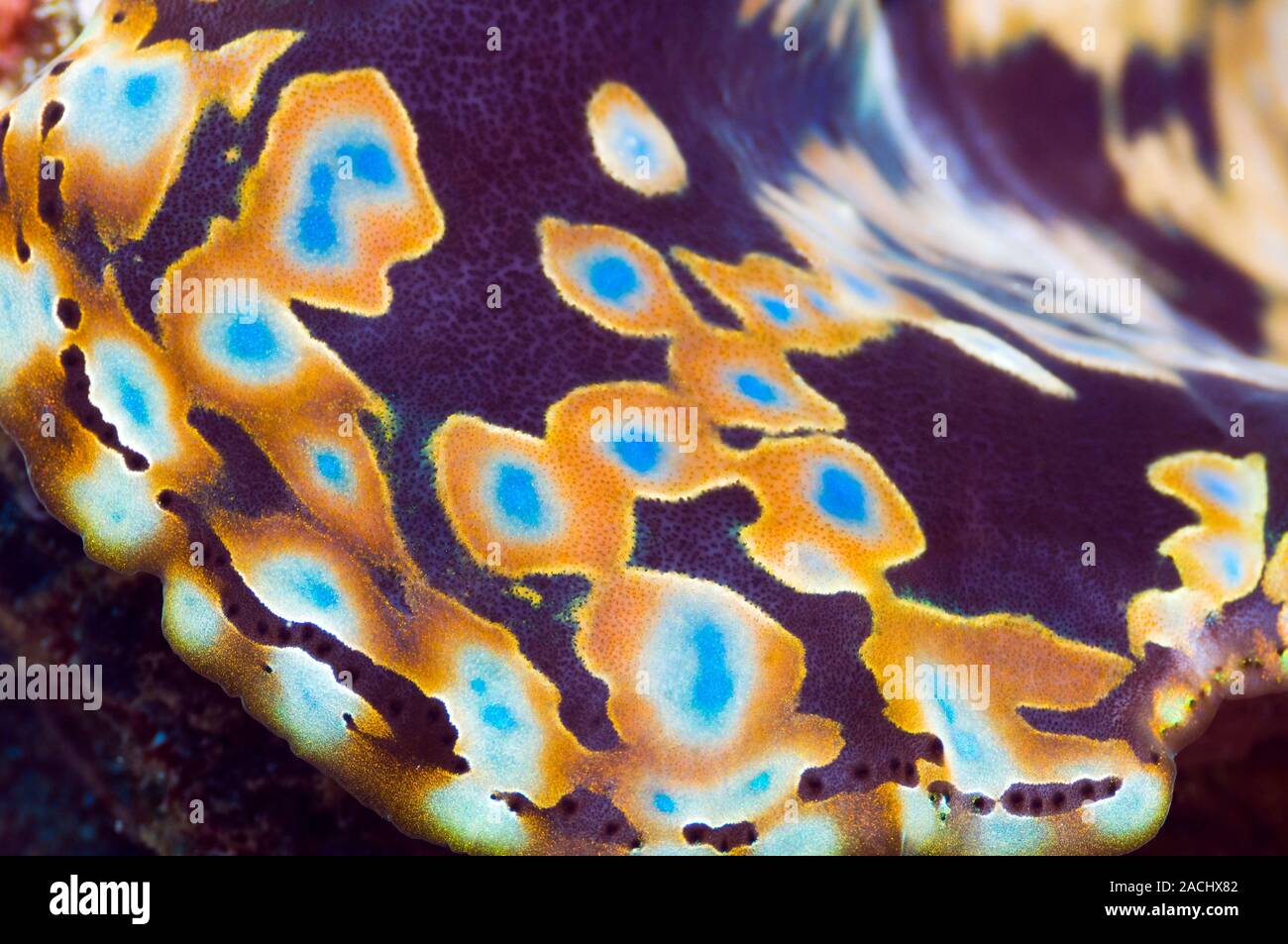 Giant clam mantle. Close-up of the mantle of a giant clam (Tridacna ...