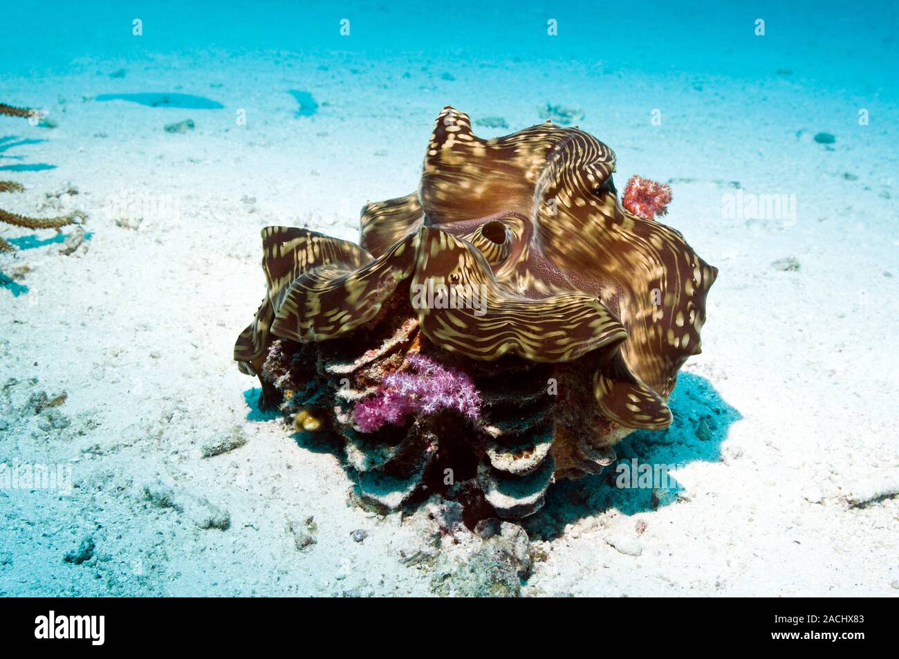 Giant clam (Tridacna Tridacna gigas) on the sea bed. Photographed in ...