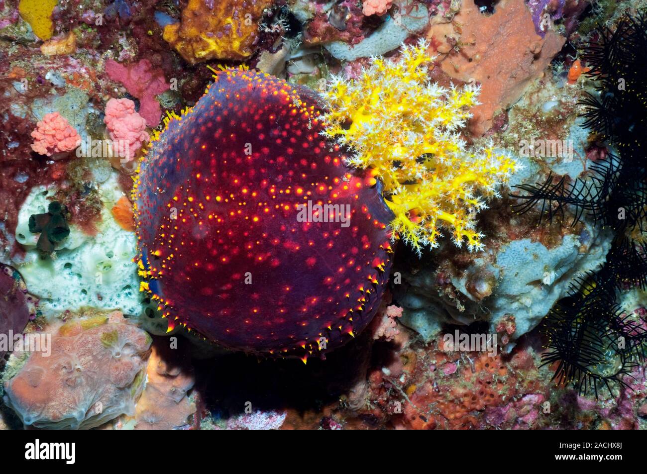 Sea apple (Pseudocolochirus violaceus) on a reef. Sea apples are ...