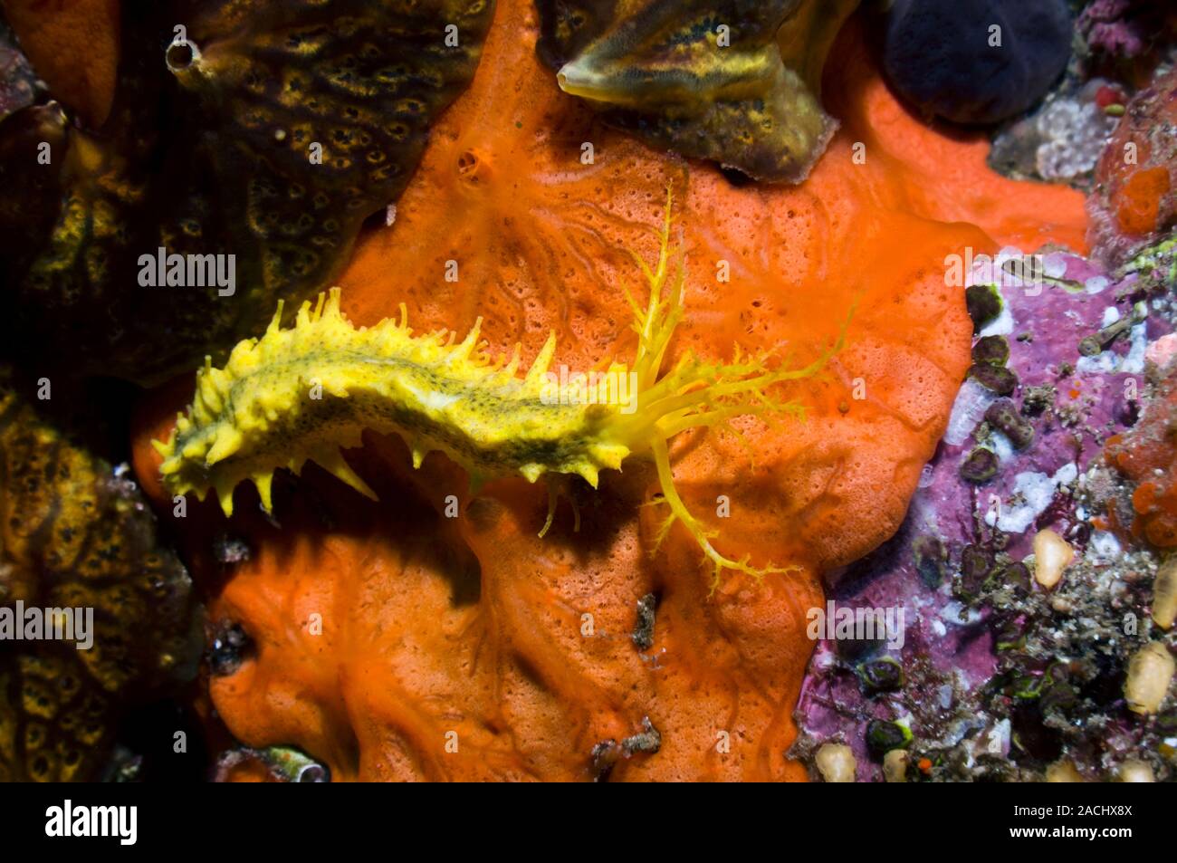 Yellow sea cucumber (Colochirus robustus, yellow) on a sponge (orange ...