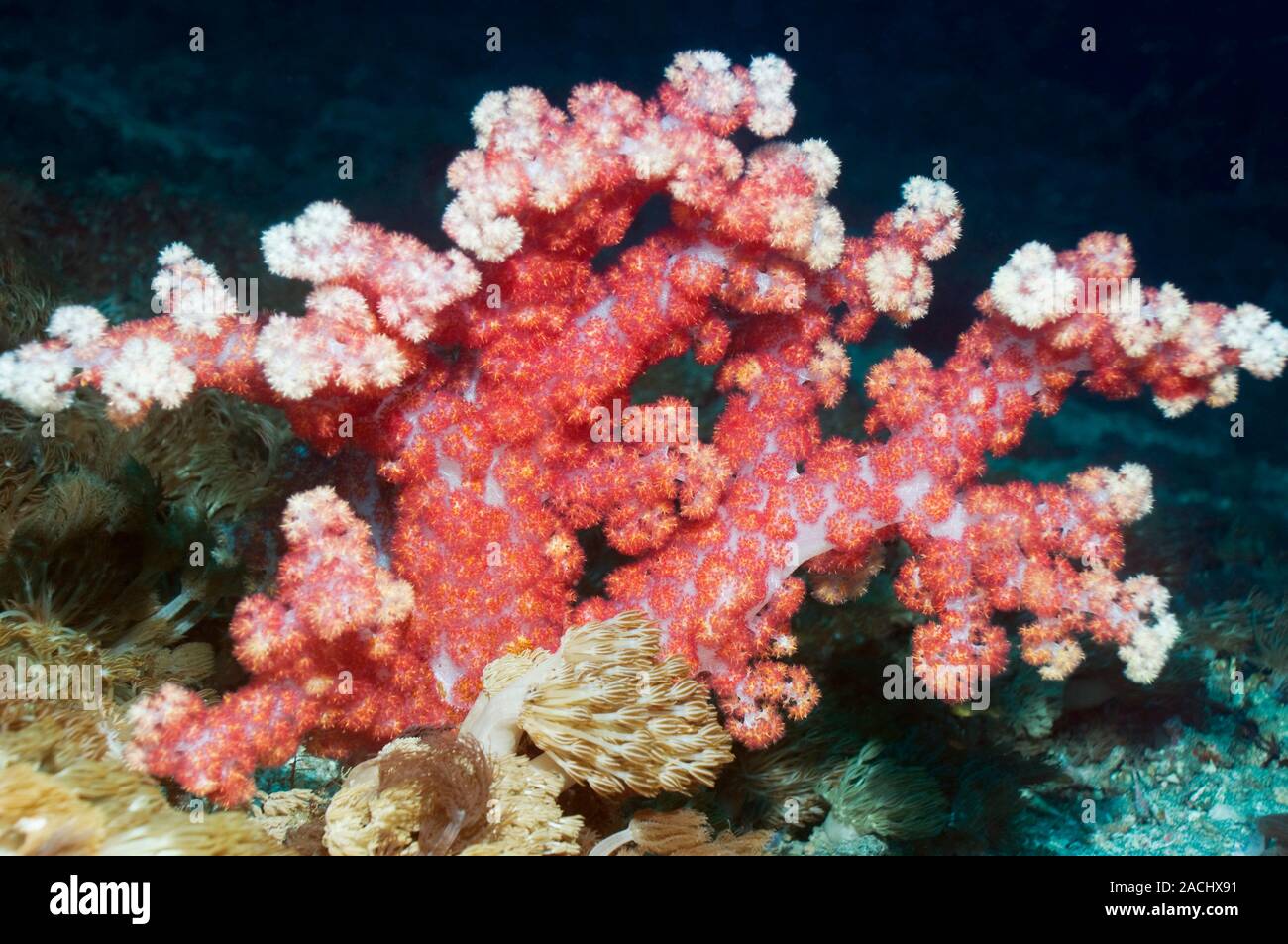 Soft coral (Dendronephthya sp.) on a reef. Photographed in Komodo ...