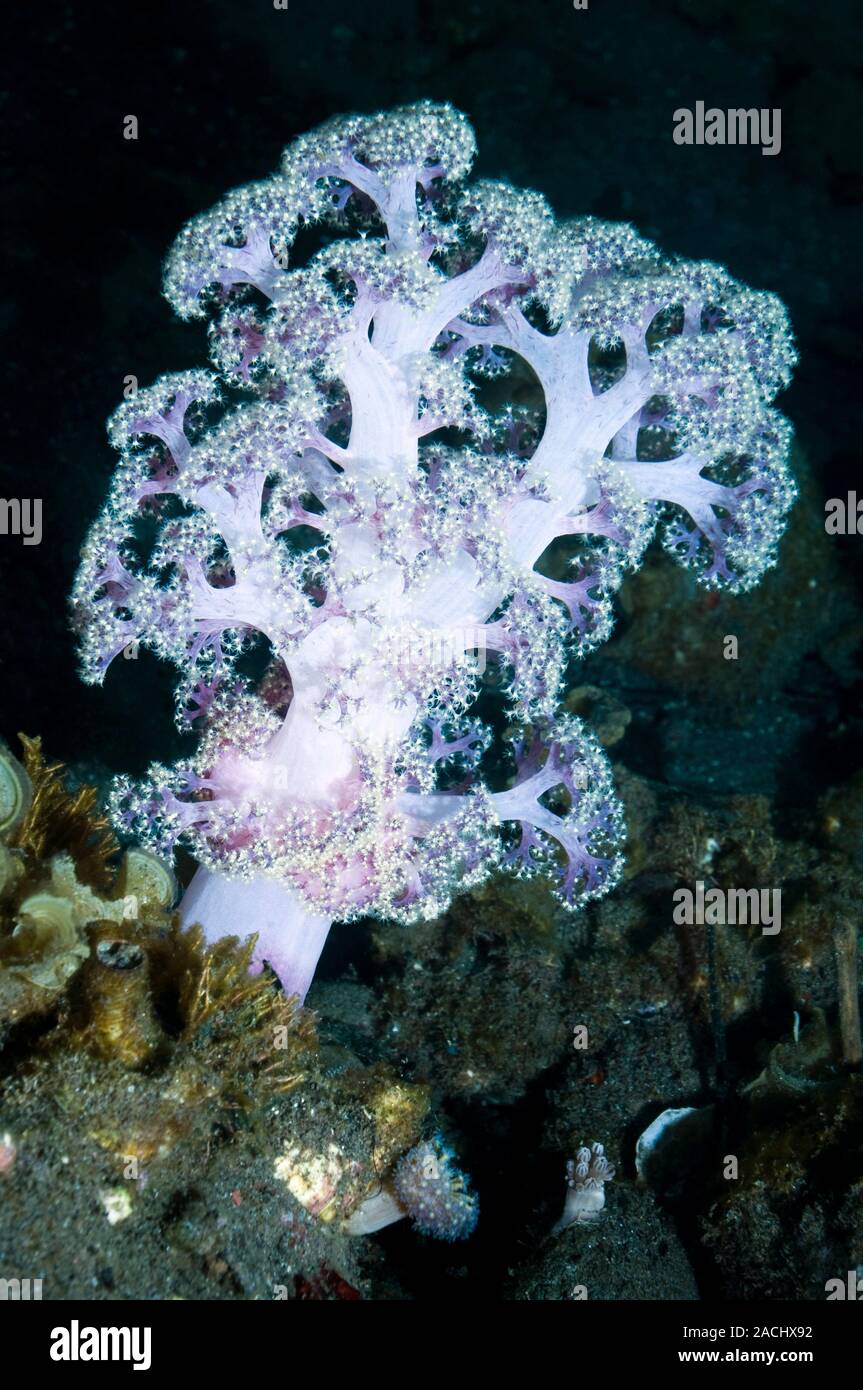 Soft coral (Dendronephthya mucronata) on a reef. Photographed in Komodo ...