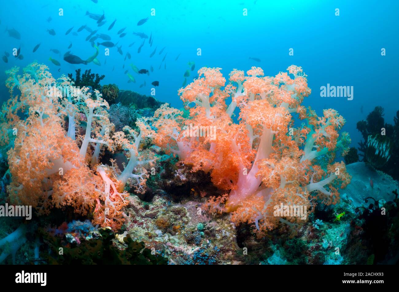 Soft coral (Scleronephthya sp.) on a reef. Photographed in Komodo ...