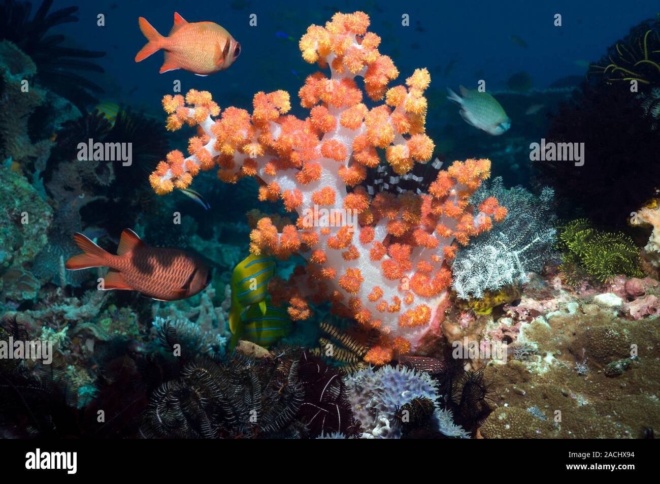 Soft coral (Dendronephthya sp.) on a reef. Photographed in Komodo ...