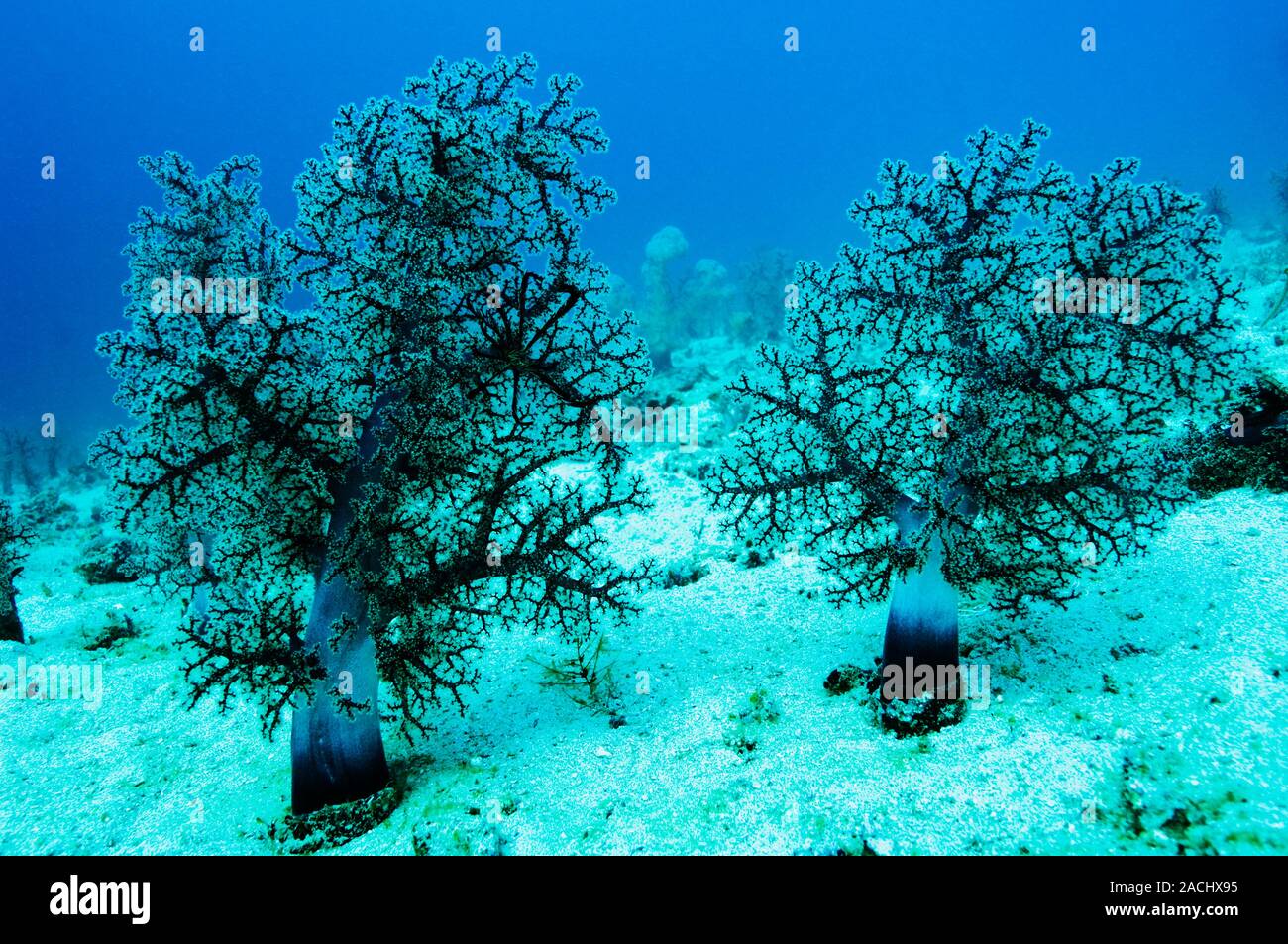 Soft coral (Dendronephthya sp.) on the seabed. Photographed in Komodo ...