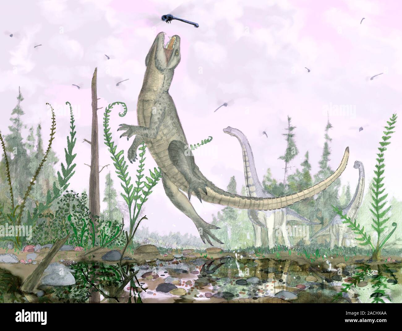 Prehistoric crocodilian. Artwork of Pakasuchus leaping in the air to ...