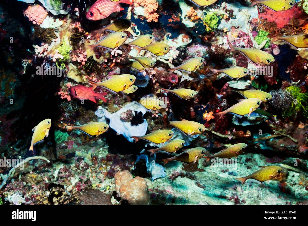 Copper sweeper fish (Pempheris oualensis) amongst corals on a reef ...