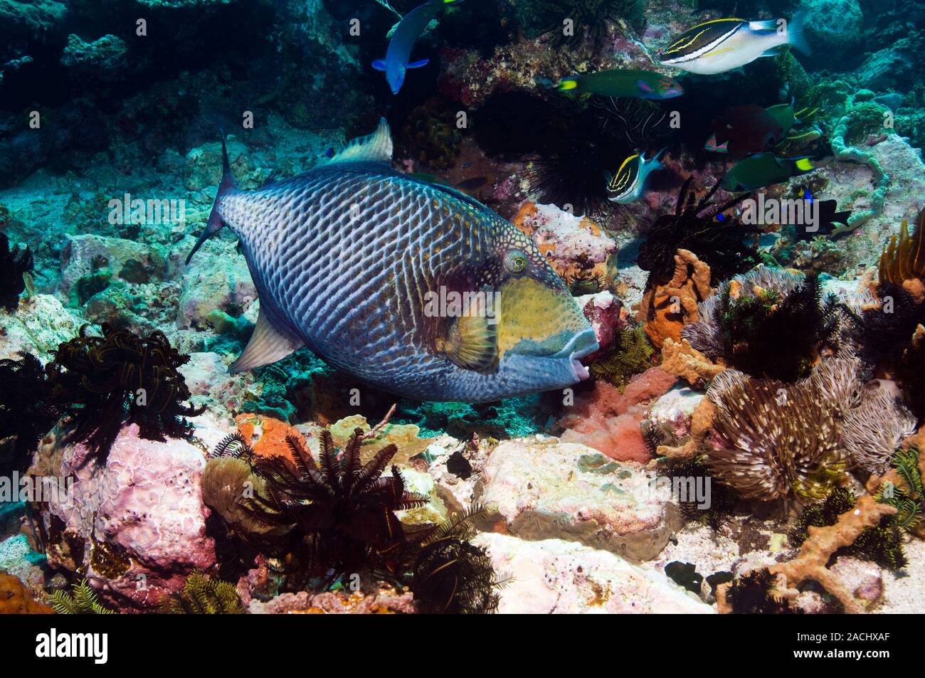 Titan Triggerfish (Balistoides viridescens, large, centre) on a coral ...