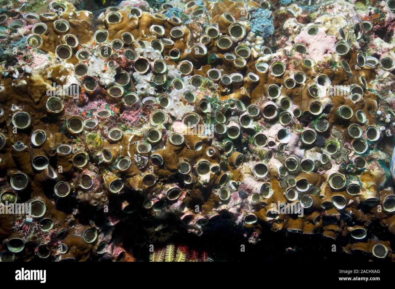 Vermetid worm (Dendropoma maxima) colony. Vermetid worms, or worm ...