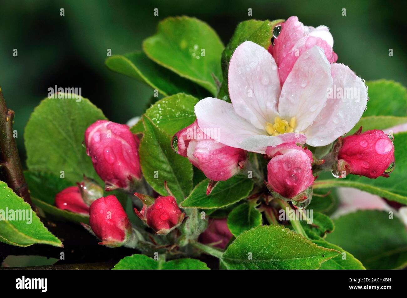 Apple (Malus domestica 'James Grieve') blossom. Buds and an open flower ...
